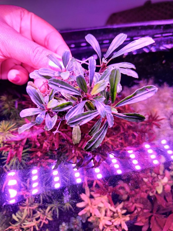 Bucephalandra Super Blue 5+ Rhizome - NatureAquaticsNepal