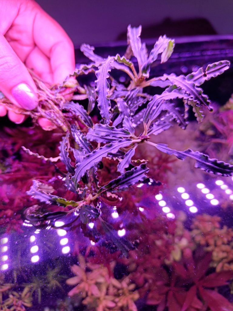 Bucephalandra Velvet 1 rhizome - NatureAquaticsNepal